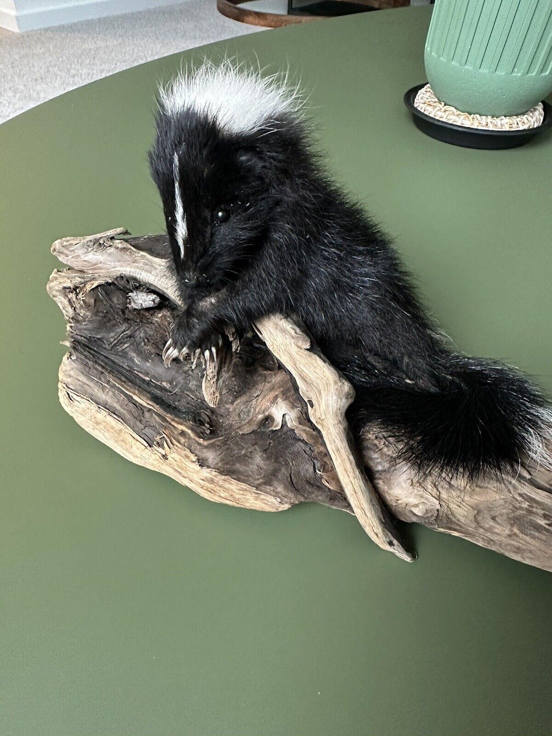 Skunk Baby Taxidermy Mount SK3 - Etsy