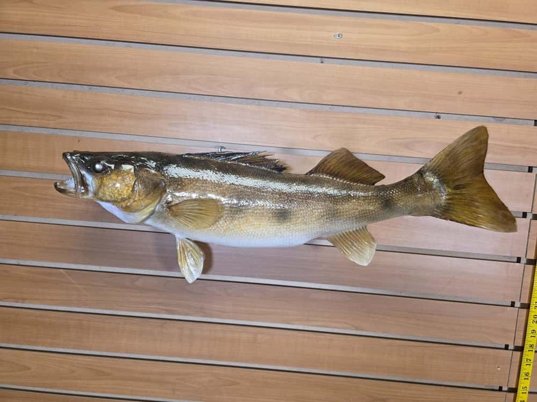 FHCM36 - 25” Real Skin Walleye Fish Taxidermy Mount - Etsy