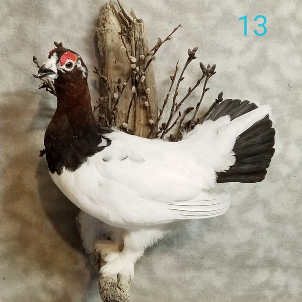 Willow Ptarmigan - Etsy