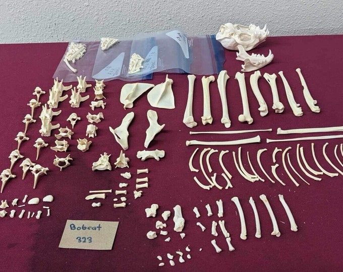 Full Bobcat Real Taxidermy Skeleton Professionally Cleaned for ...