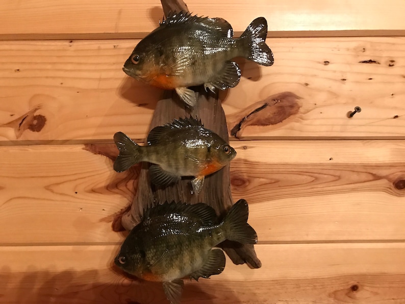 Beautiful Sunfish Bluegill Panfish Small Fish Taxidermy Wall Mount Art ...