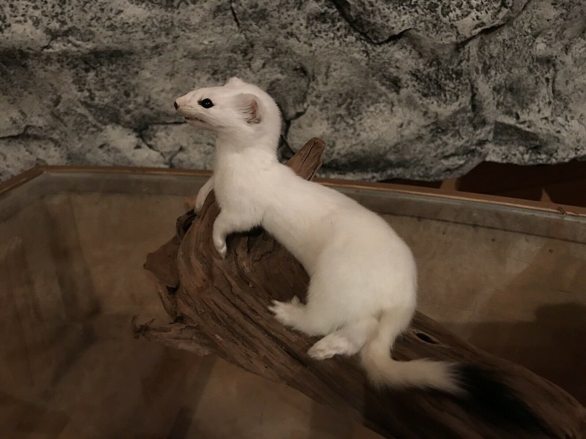 Beautiful Adorable Weasel Ermine Small Animal Taxidermy Mount | Etsy