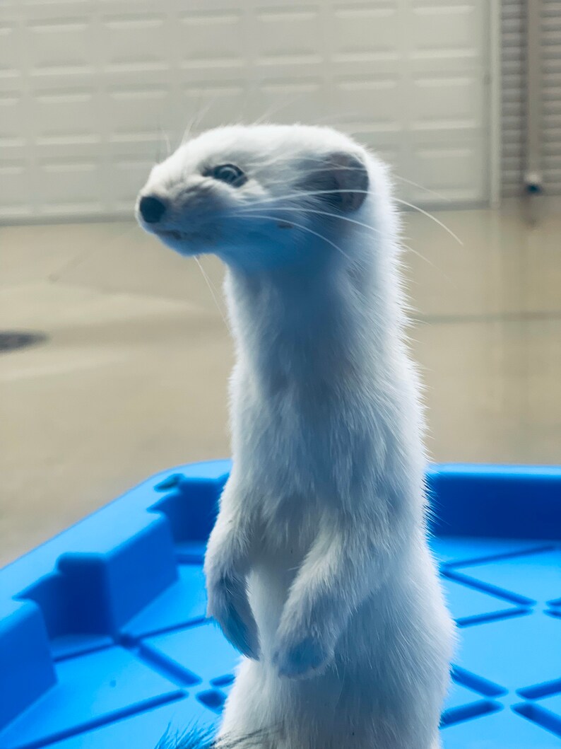 Beautiful Adorable Weasel Ermine Small Animal Taxidermy Mount - Etsy