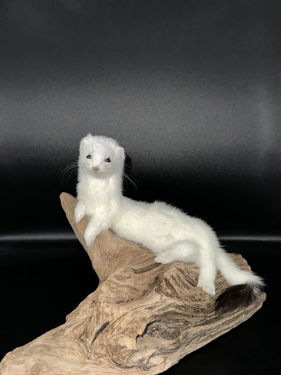 Beautiful Adorable Weasel Ermine Small Animal Taxidermy Mount Art ...