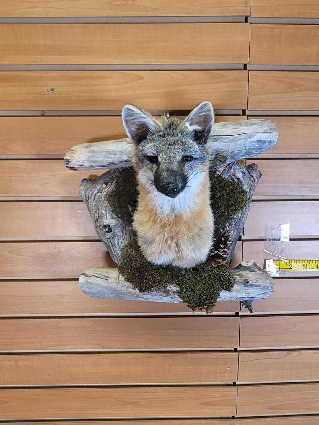 FHGF300 - Gray Fox – Taxidermy Mount - Etsy