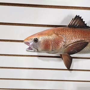 Beautiful Reproduction Redfish Taxidermy Wall Mount Art Wildlife - Etsy