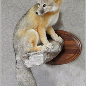 Kit Fox Taxidermy Mount Coyote Badger Bobcat Lynx Hunting Cabin ...