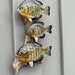 Real Skin Beautiful Sunfish Fish Taxidermy Wall Mount - Etsy
