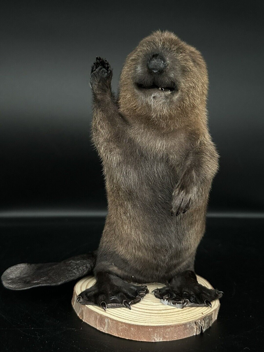 Beautiful Adorable Baby Beaver Kit Taxidermy Mount Art Wildlife 17B - Etsy