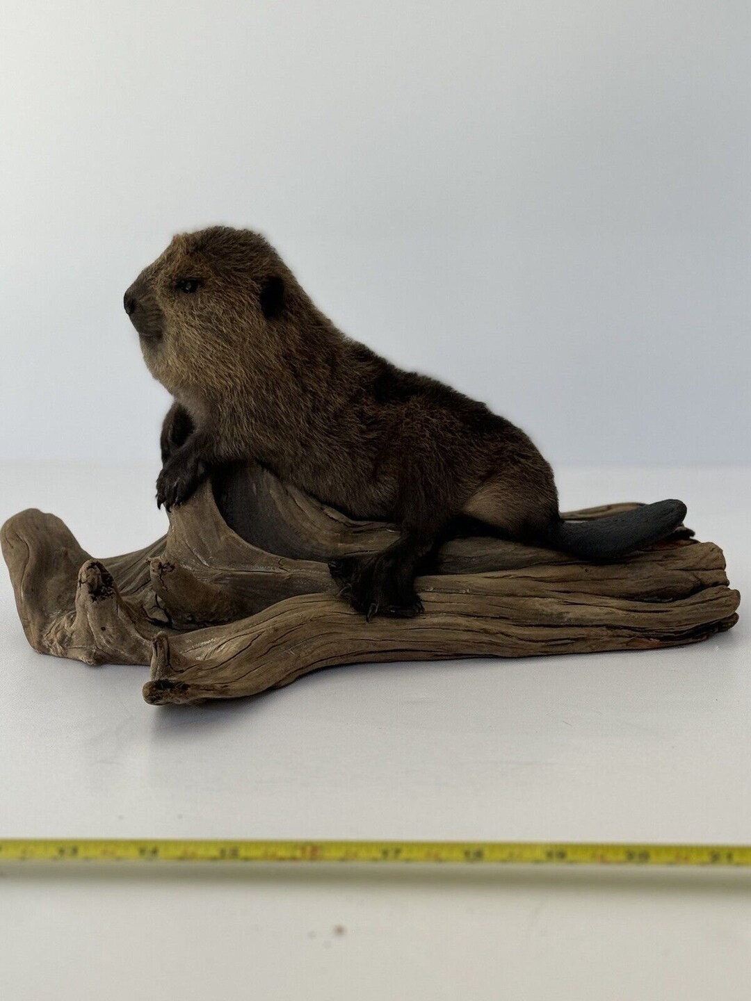 Beautiful Adorable Baby Beaver Kit Taxidermy Mount Art Wildlife #3 - Etsy