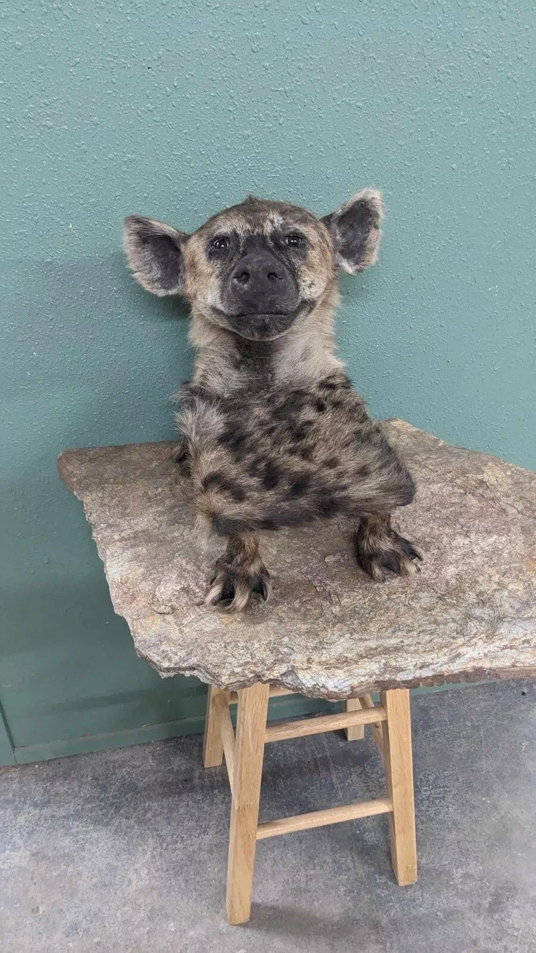 Real Hyena Pedestal/table Taxidermy - Etsy