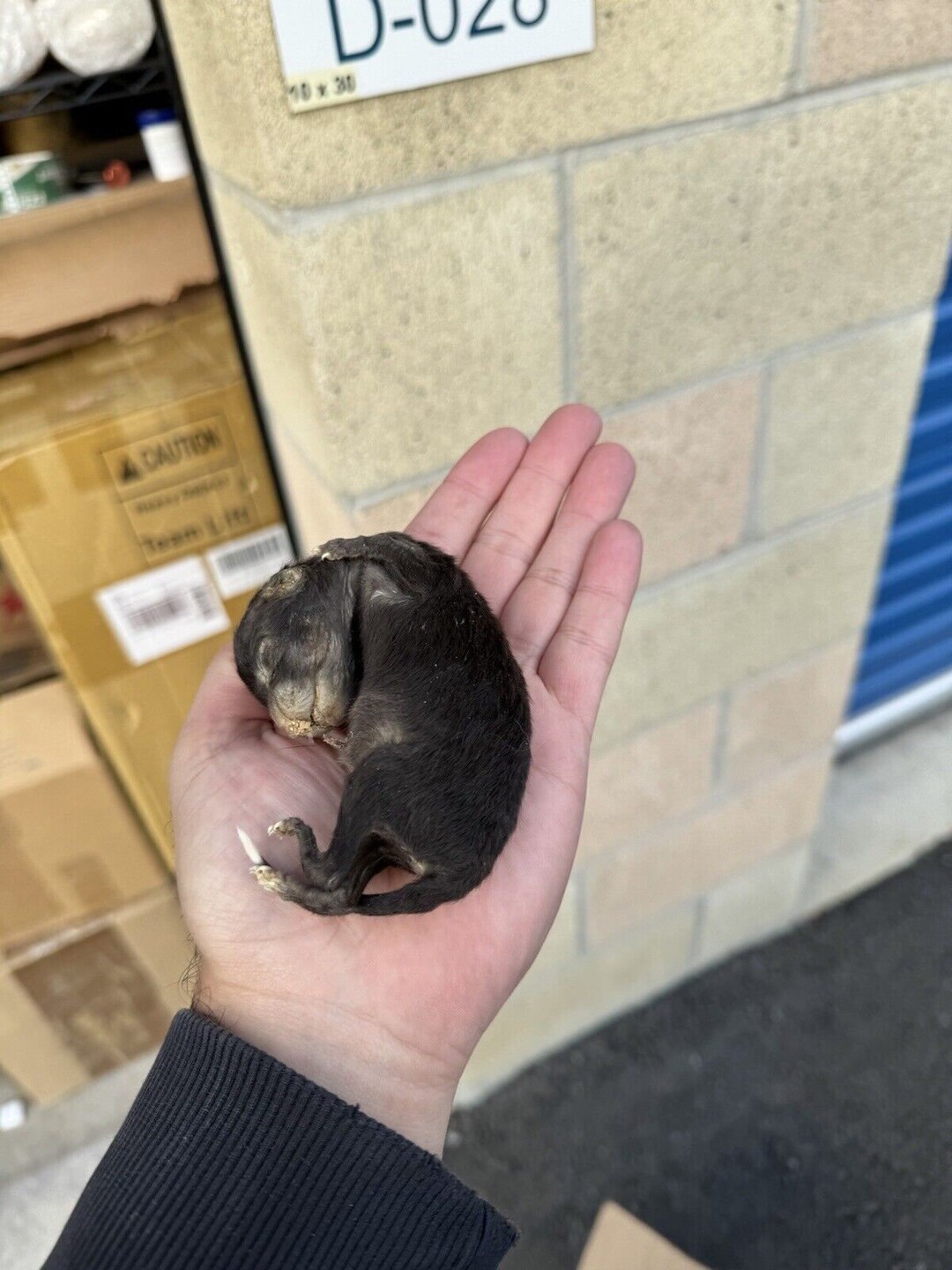 Baby Fox Taxidermy Mount - Etsy