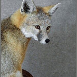 Kit Fox Taxidermy Mount Coyote Badger Bobcat Lynx Hunting Cabin ...