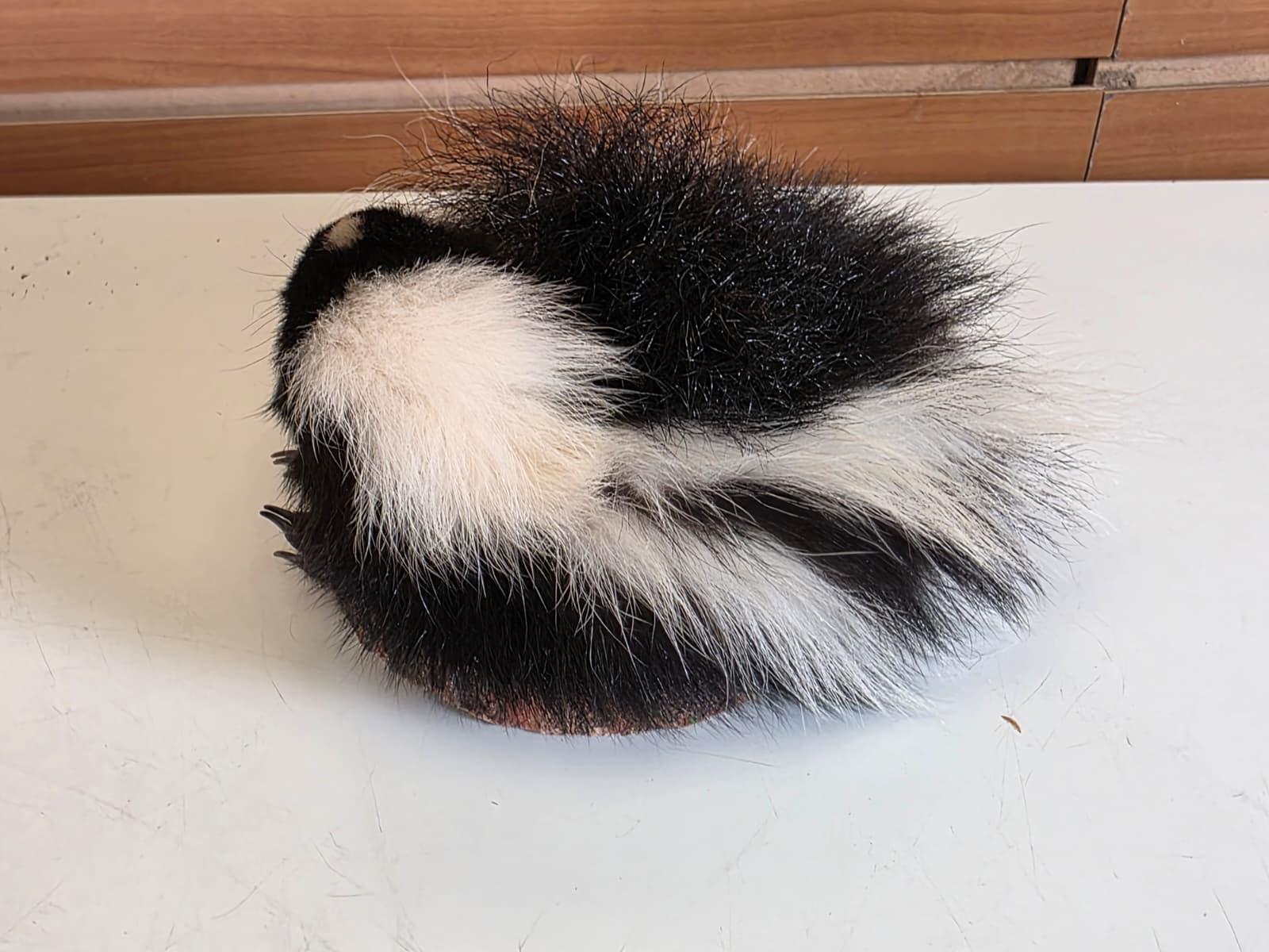 FHCK149 - Baby Skunk Taxidermy Mount - Etsy