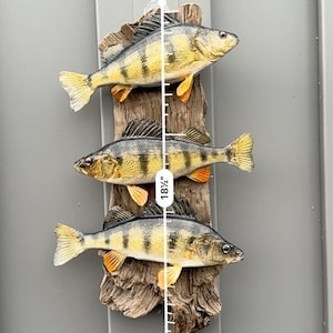 Beautiful Perch Fish Taxidermy Wall Mount Art Wildlife - Etsy