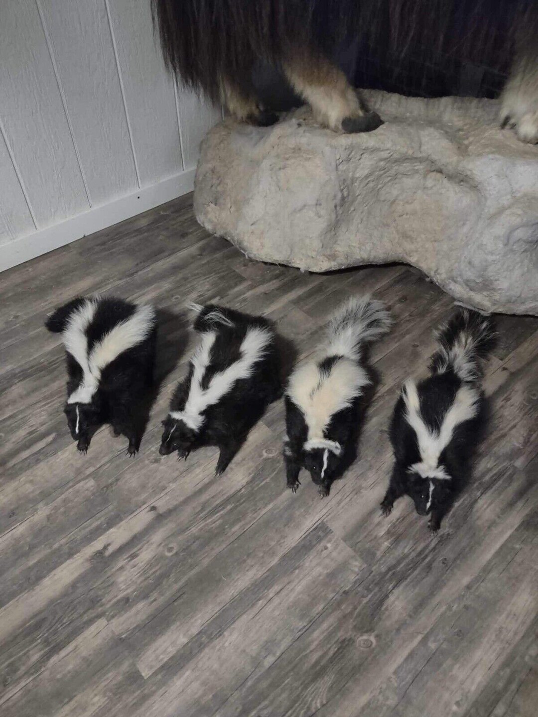 Skunk Taxidermy Mounts Full Body Mount - Etsy