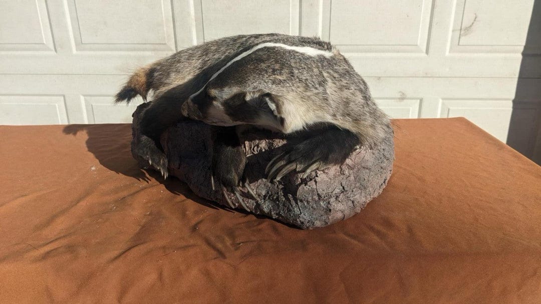 Brand New Fluffy Badger Taxidermy Mount - Etsy