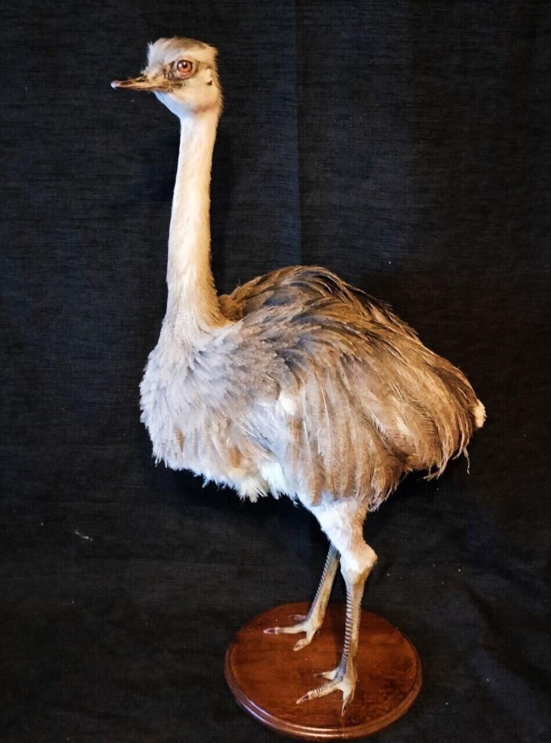 Museum Quality Ostrich Taxidermy Mount - Etsy