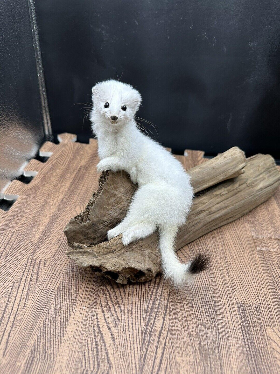 Beautiful Adorable Weasel Ermine Small Animal Taxidermy Mount Art ...