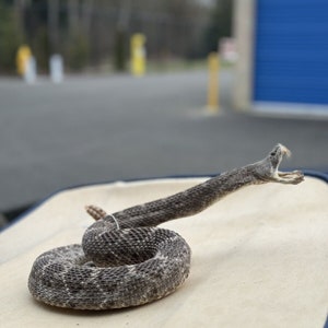 Large Real Rattle Snake Taxidermy Mount - Etsy