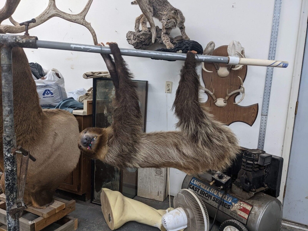 New Excellent Adult Sloth Taxidermy Wall Mount Full Body - Etsy