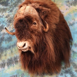 Record Class Massive Muskox Shoulder Taxidermy Mount - Etsy