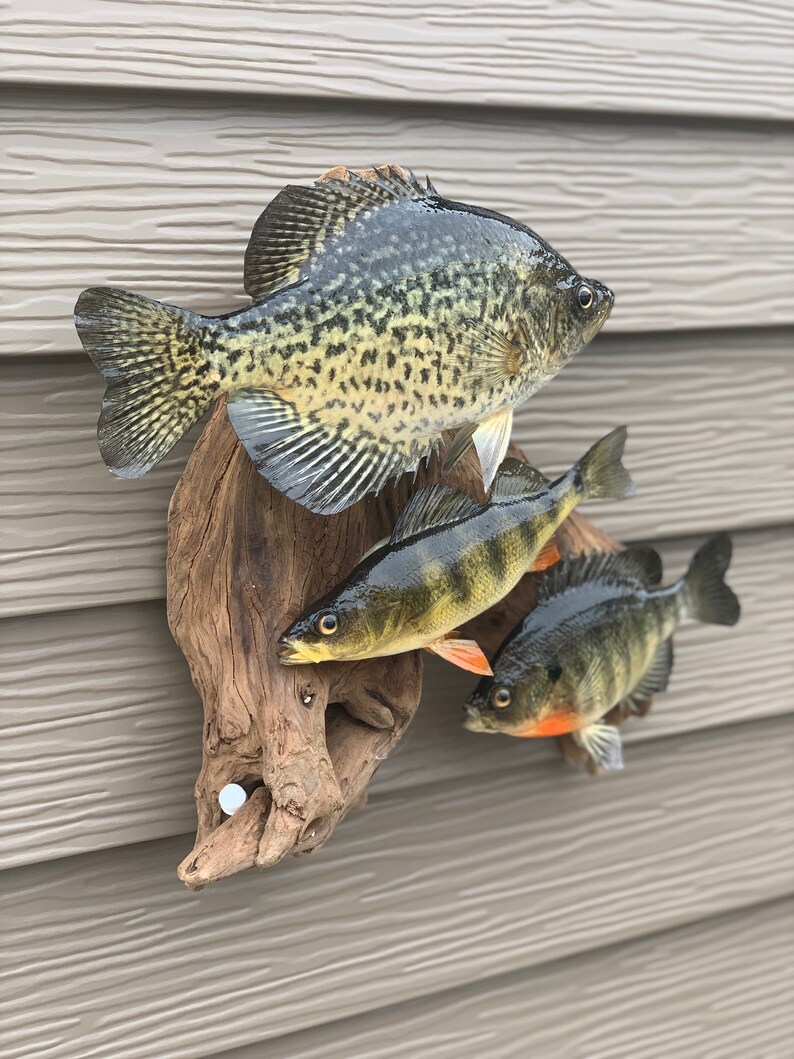 Beautiful Sunfish Crappie Perch Fish Taxidermy Wall Mount Art Wildlife ...