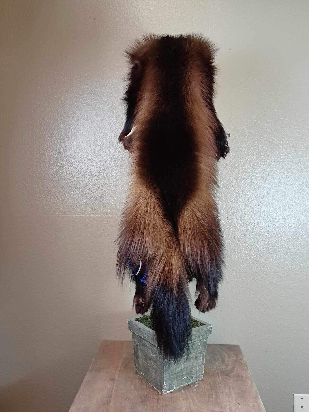 Beautiful Real Alaskan Wolverine Prime Fur Trapper Hat Taxidermy - Etsy