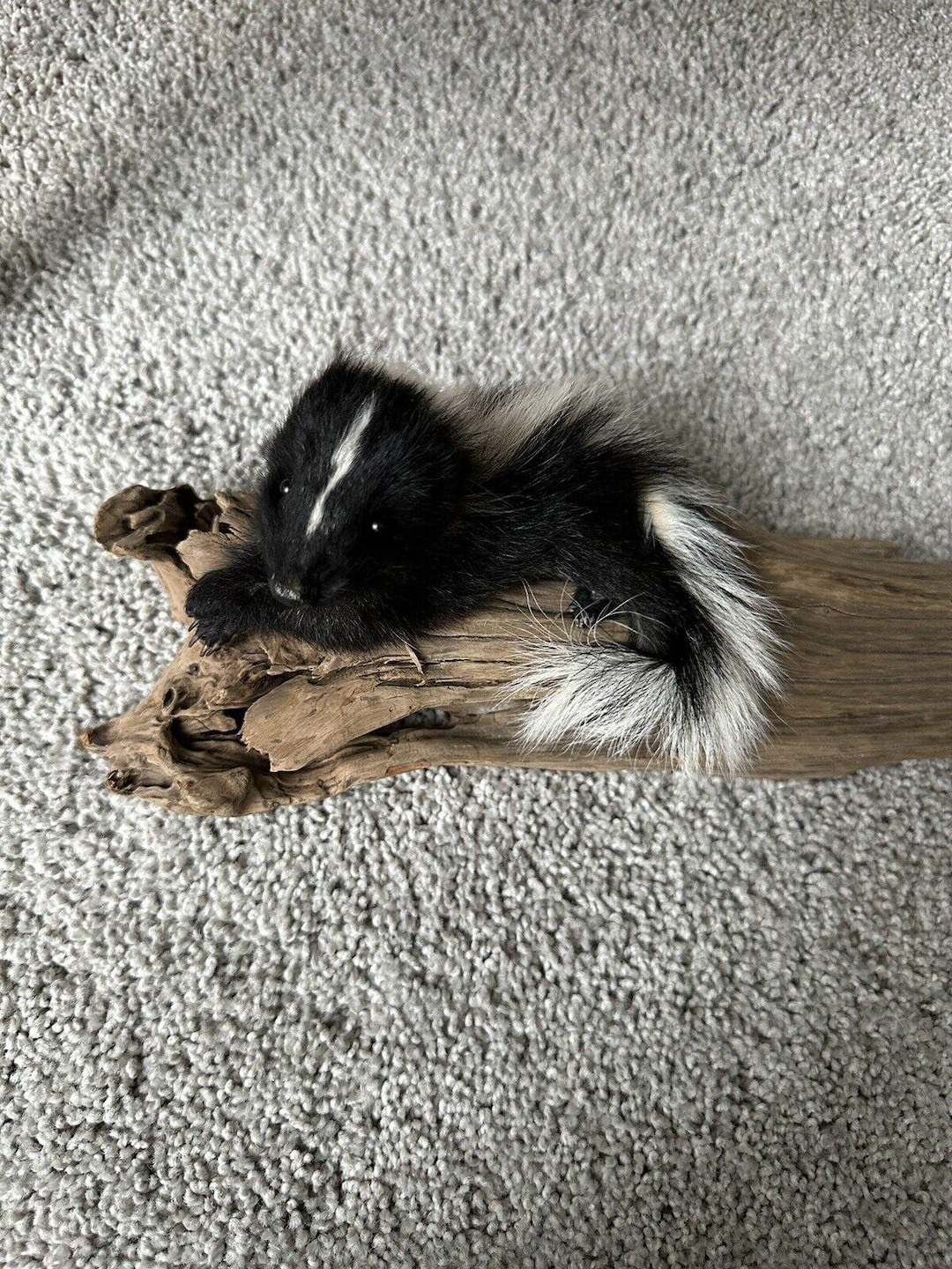 Skunk Baby Taxidermy Mount SK9 - Etsy