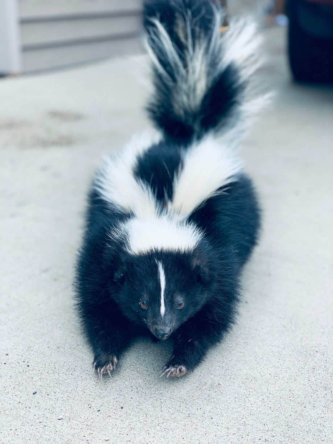 Skunk Mount Taxidermy - Etsy