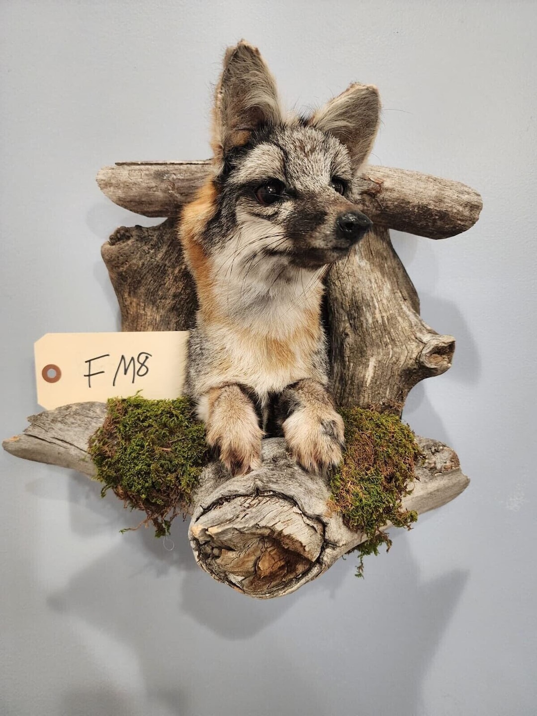 Beautiful Grey Fox Taxidermy Wall Mount in Den - Etsy