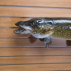 FHCM59 -38" Northern Pike Real Skin Fish Taxidermy - Etsy