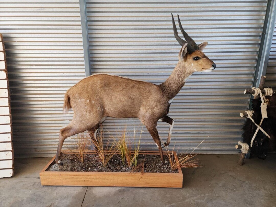 African Bush Buck Full Body Taxidermy Mount - Etsy
