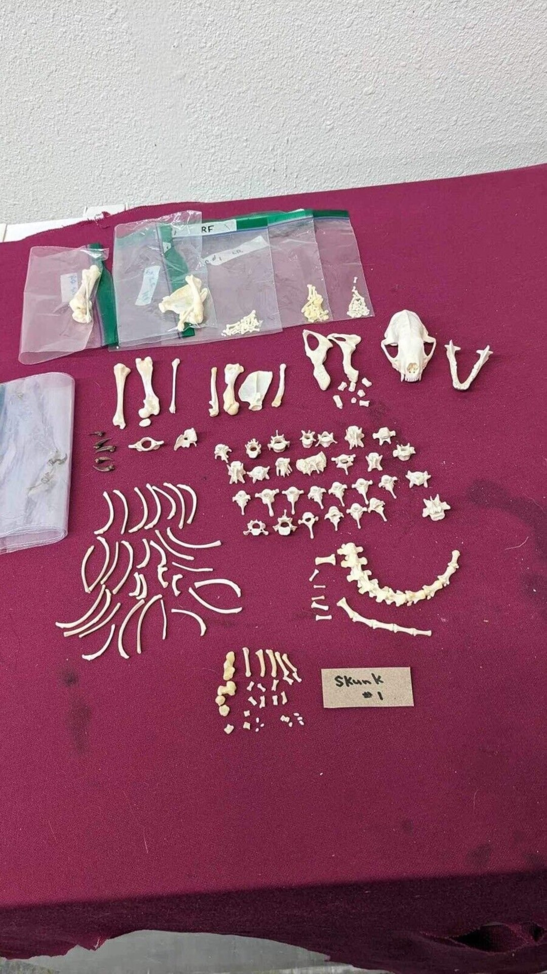 Full Skunk Real Taxidermy Skeleton Professionally Cleaned for ...