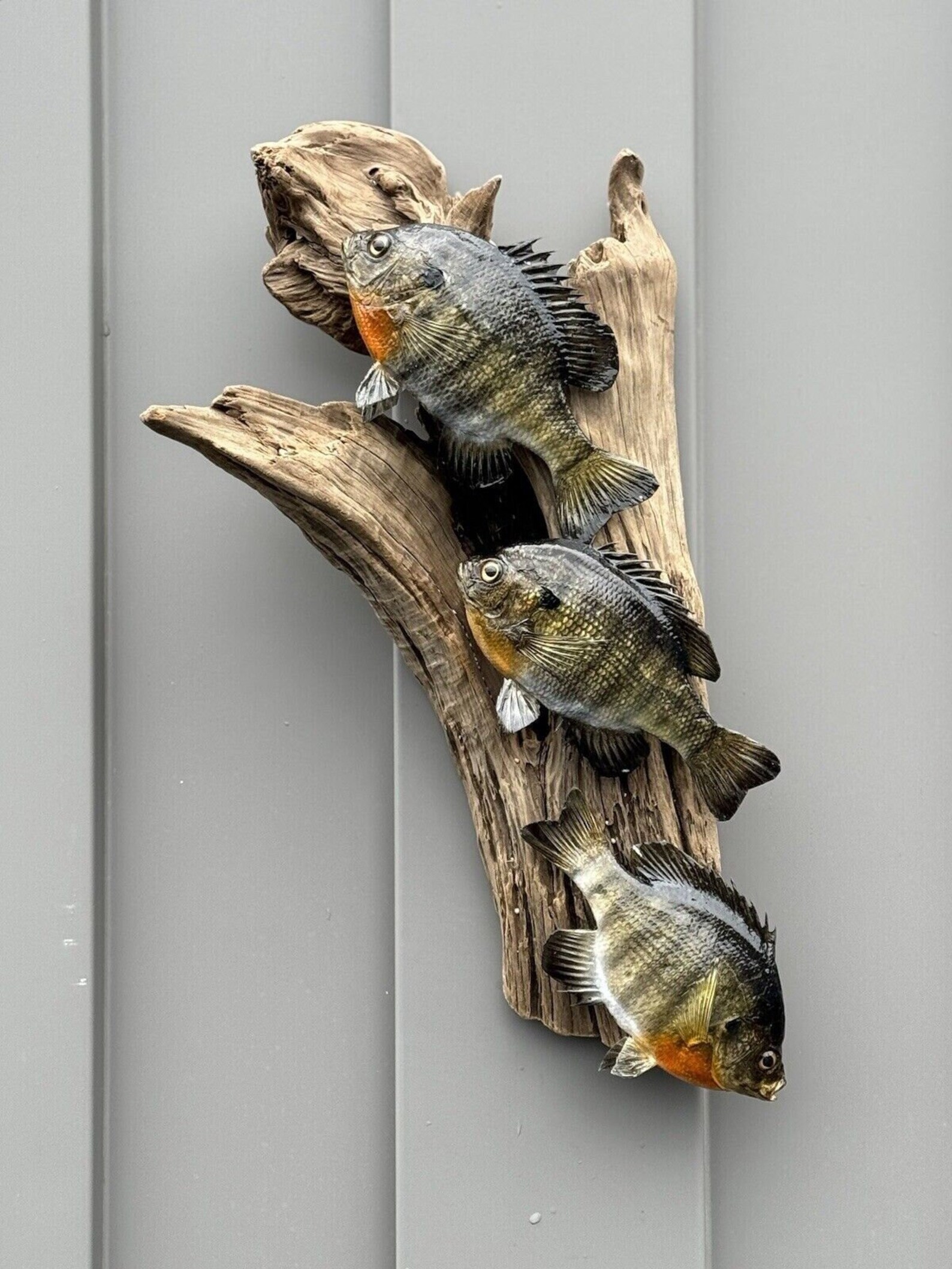 Real Skin Beautiful Sunfish Fish Taxidermy Wall Mount - Etsy