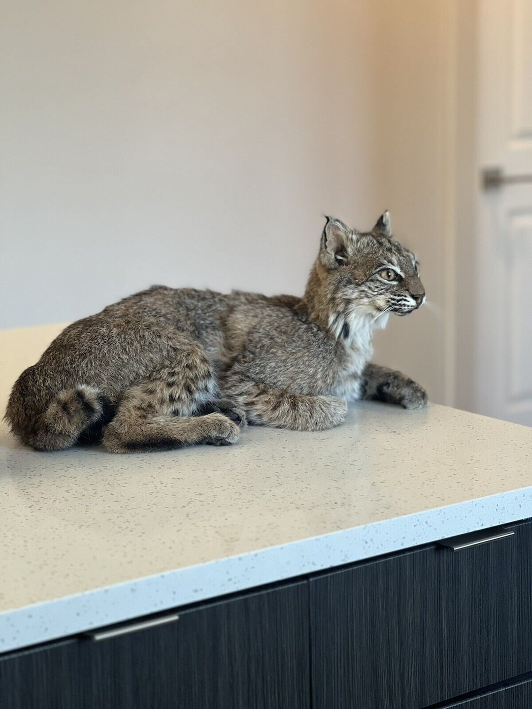 Beautiful Juvenile Real Bobcat Taxidermy Mount Museum Quality - Etsy
