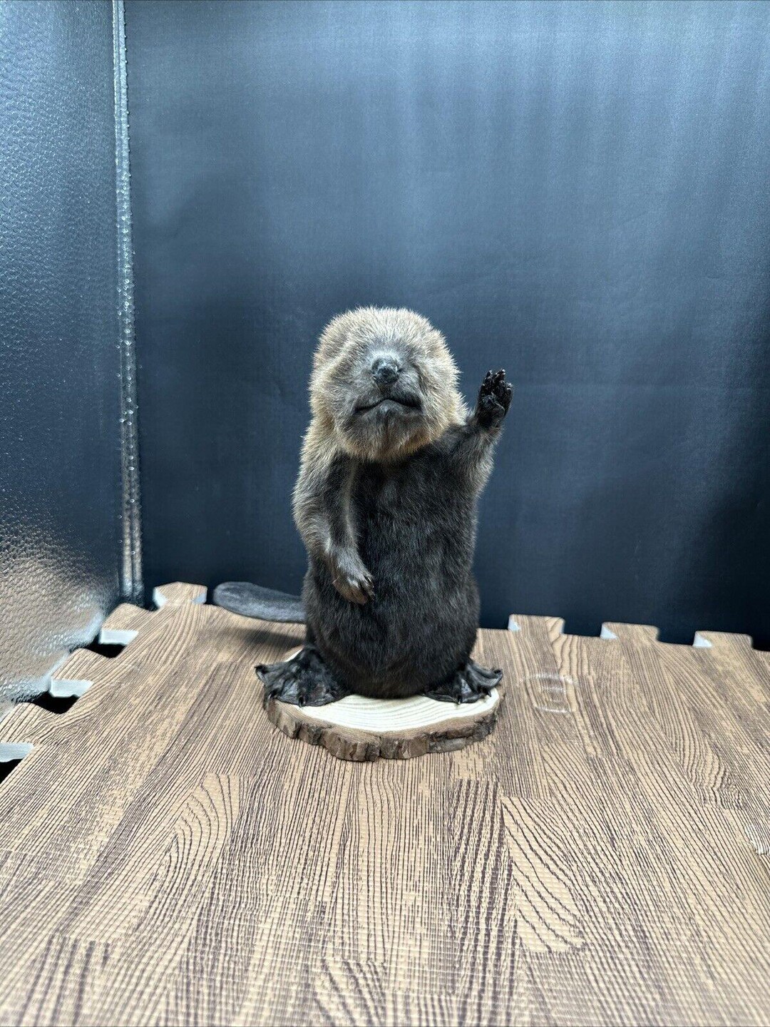 Beautiful Adorable Baby Beaver Kit Taxidermy Mount Art Wildlife 21B - Etsy