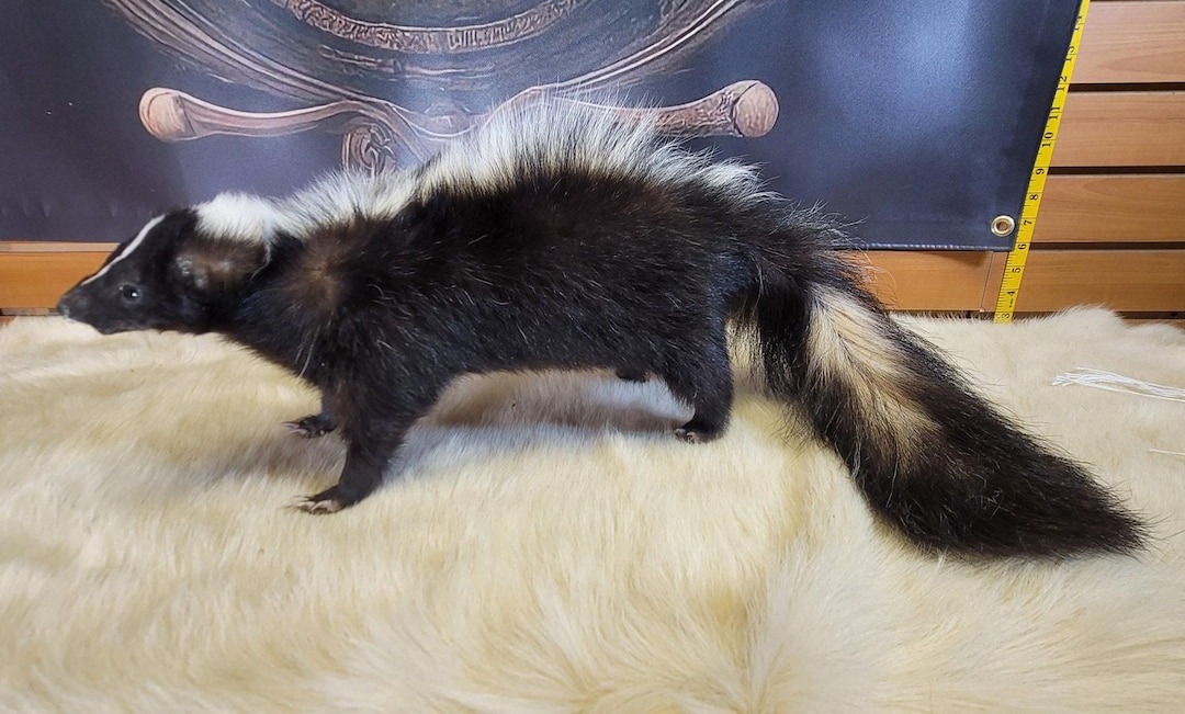 FHSKU305- Skunk Taxidermy Mount - Etsy