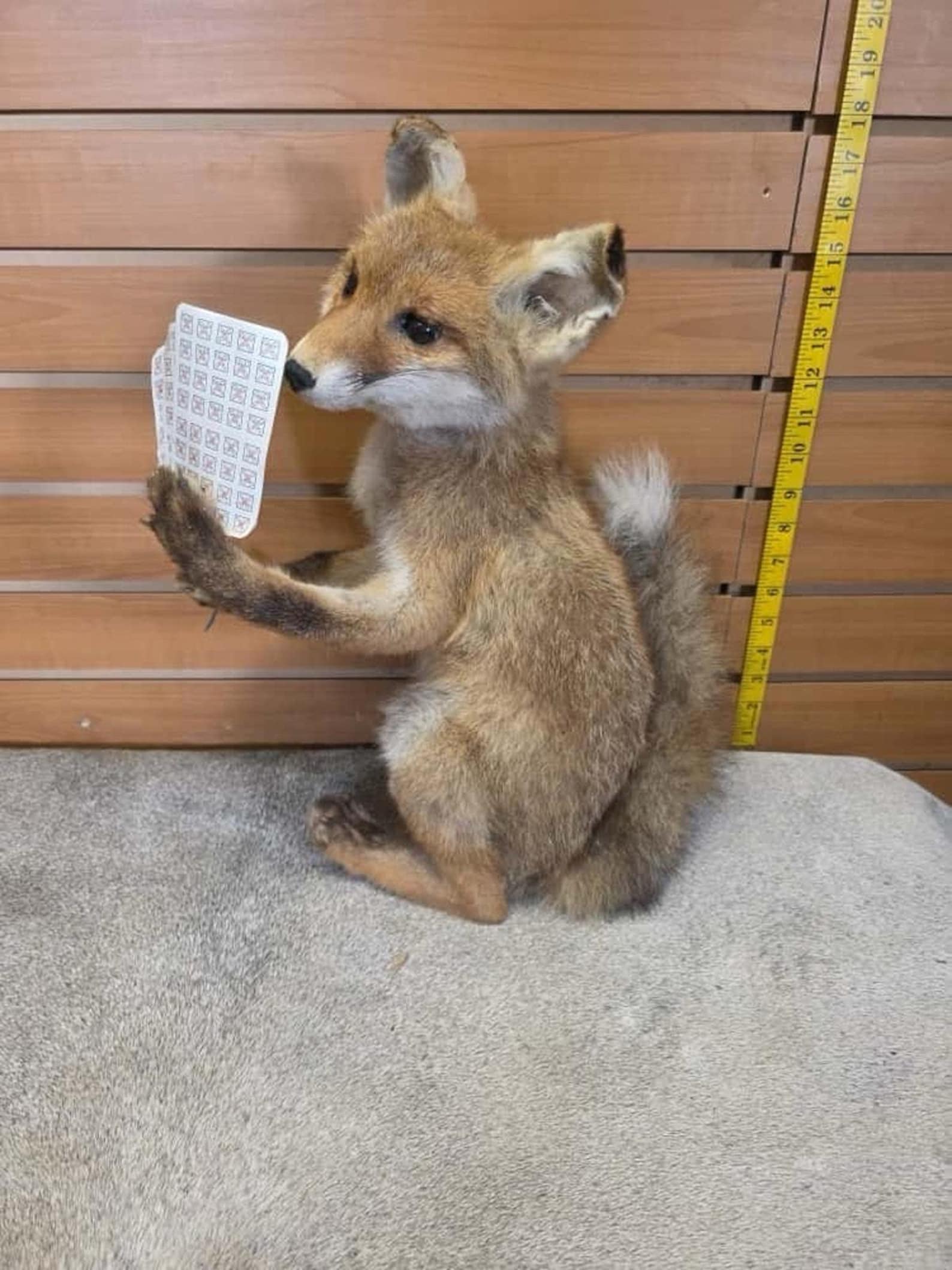 JTV233 - Baby Fox Taxidermy Mount - Etsy
