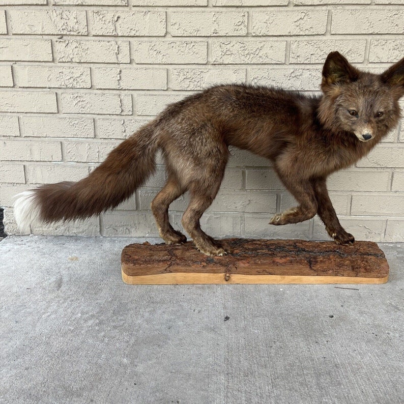 Taxidermy Red Fox full Body on Pine Log - Etsy