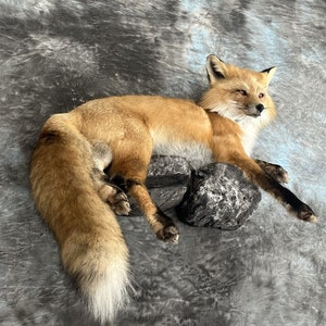 Red Fox Taxidermy Wall Mount Custom Wildlife Fur Hunting Decor Full ...