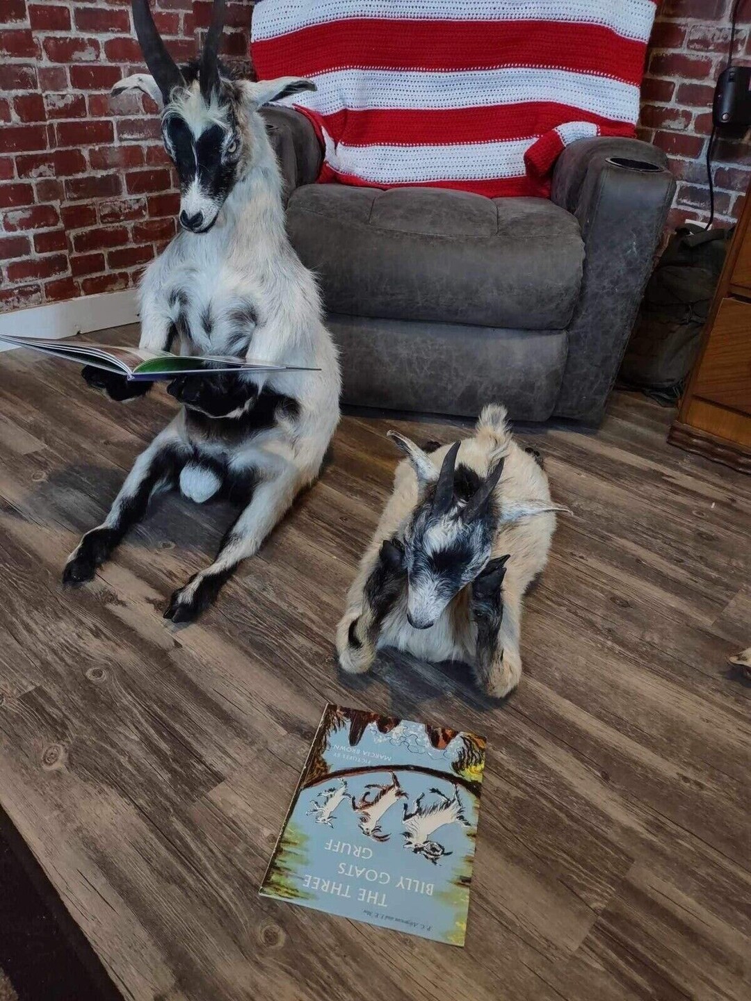 Real Beautiful Billy Goat Taxidermy Mount - Etsy