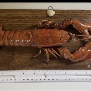 TAXIDERMY LOBSTER Vintage Mounted Sign Rustic Beach House Decor P.E ...