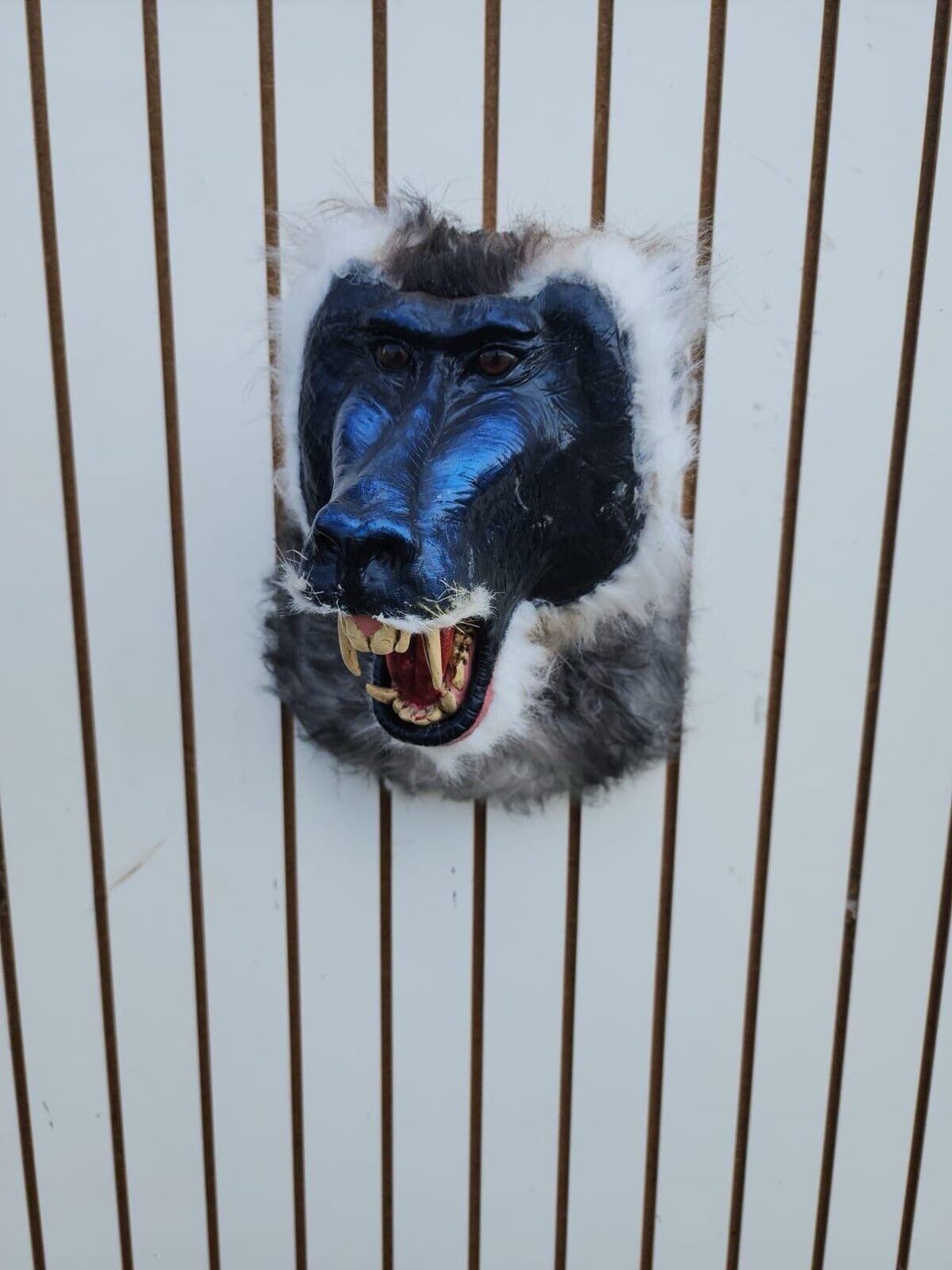 Reproduction Drill Baboon Shoulder Mount Taxidermy- Fh38 - Etsy