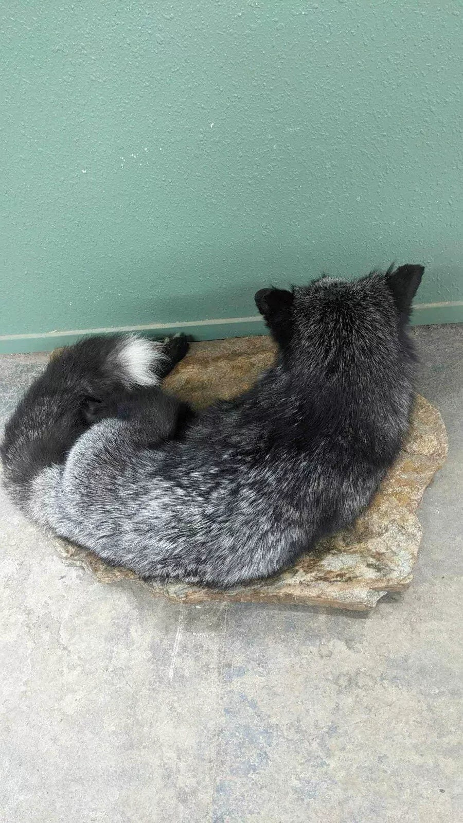 Stunning Real Cross FOX Mount Taxidermy Brand New - Etsy