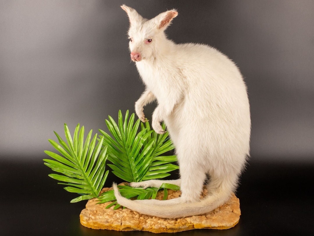 White Wallaby Kangaroo Taxidermy Mount - Etsy