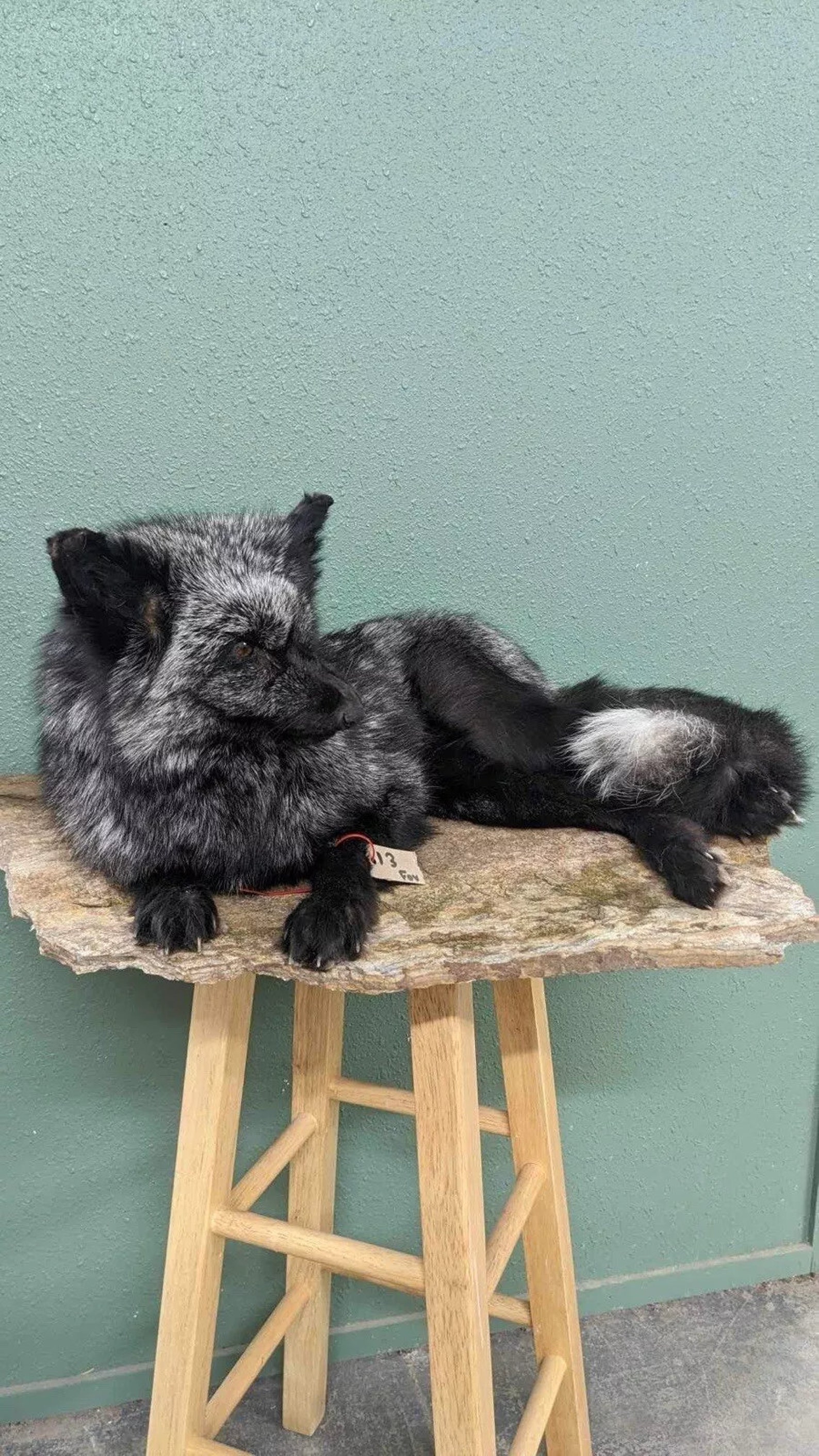 Stunning Real Cross FOX Mount Taxidermy Brand New - Etsy