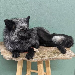 Stunning Real Cross FOX Mount Taxidermy Brand New - Etsy