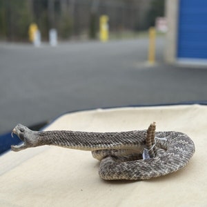 Large Real Rattle Snake Taxidermy Mount - Etsy