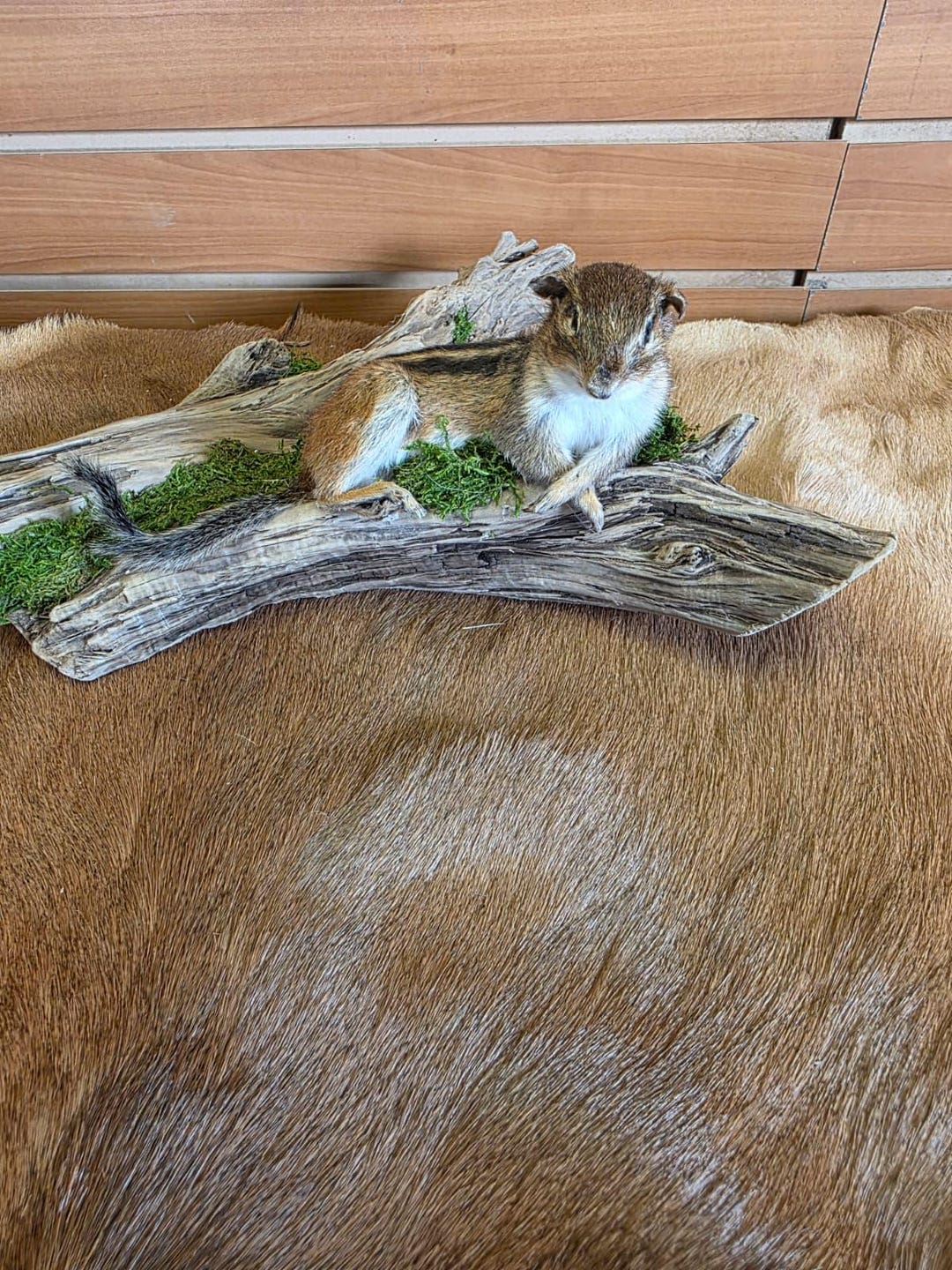 FHCK77 - Chipmunk Taxidermy Mount - Etsy
